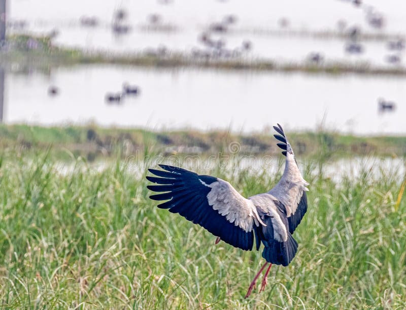 A Open Bill Stork Landing in a Field Stock Photo - Image of beak ...
