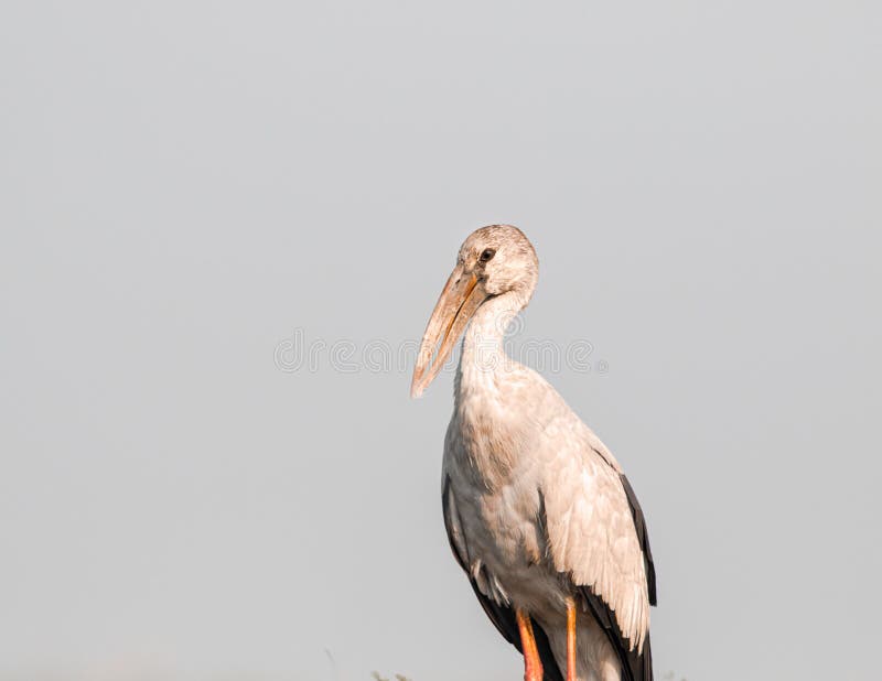 Open Bill Stork at Rest in the Bhigwan Bird Sanctuary Stock Photo ...