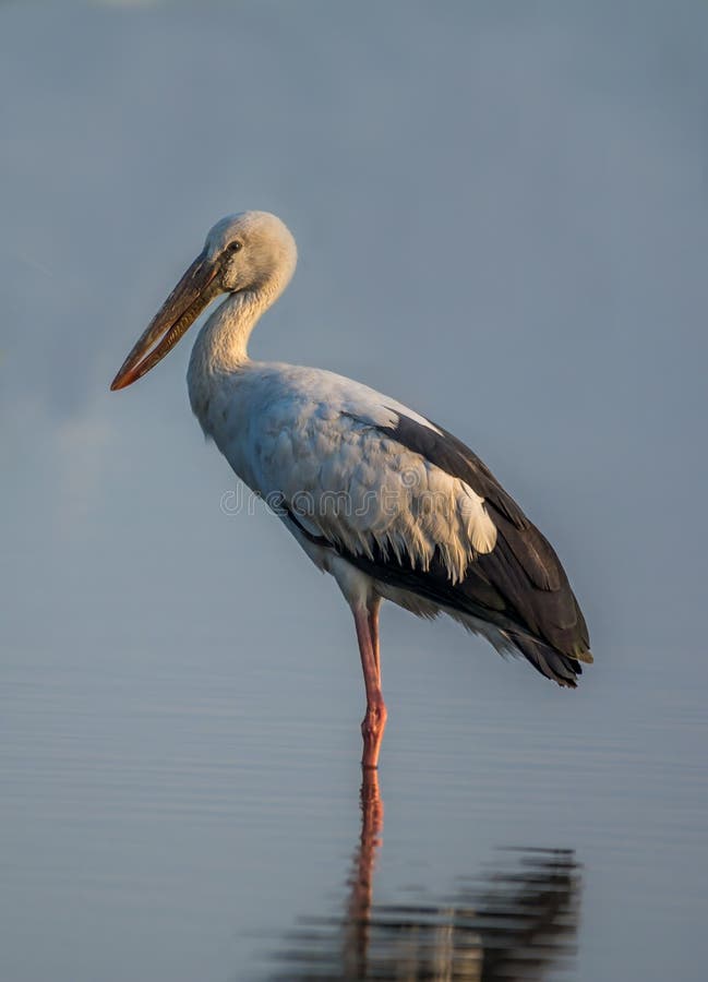 Open Bill Stork stock image. Image of group, flock, grey - 5319703