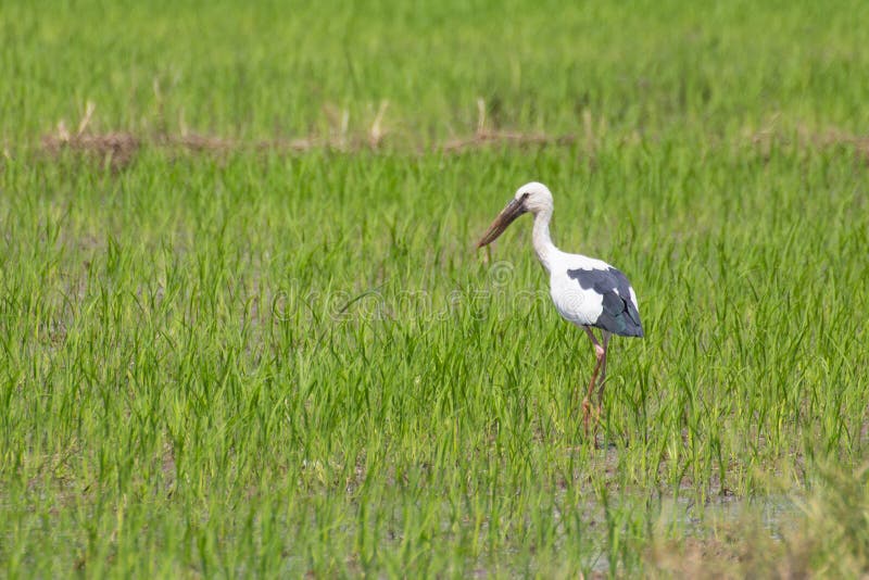 Openbill Stork in Farm Animal Stock Image - Image of looking, thailand ...