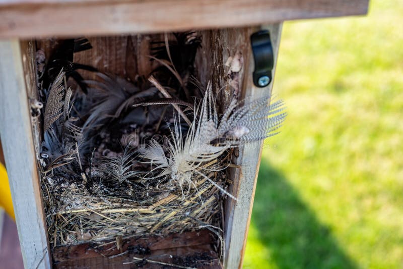 Open Bird House with an Empty Nest of Feathers and Straw after Eggs ...