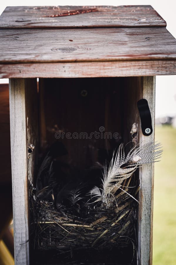 Open Bird House with an Empty Nest of Feathers and Straw after Eggs ...