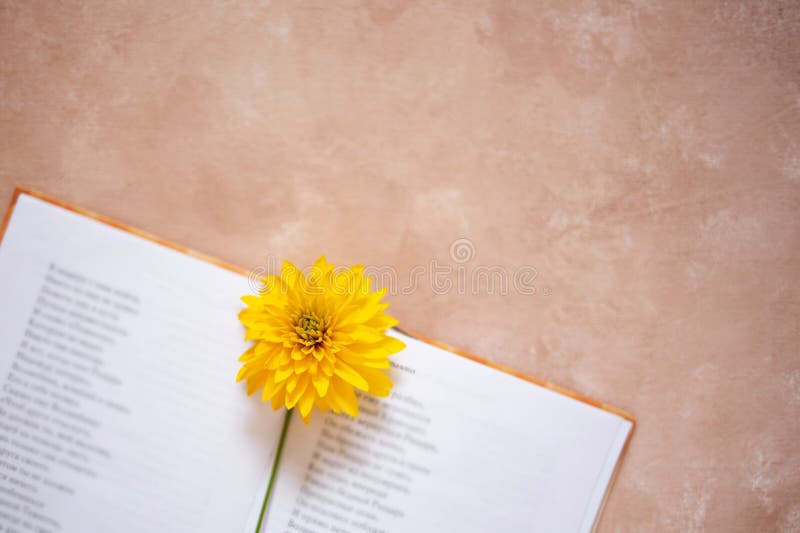Open Book on a Beige Background with a Flower Bookmark Stock ...