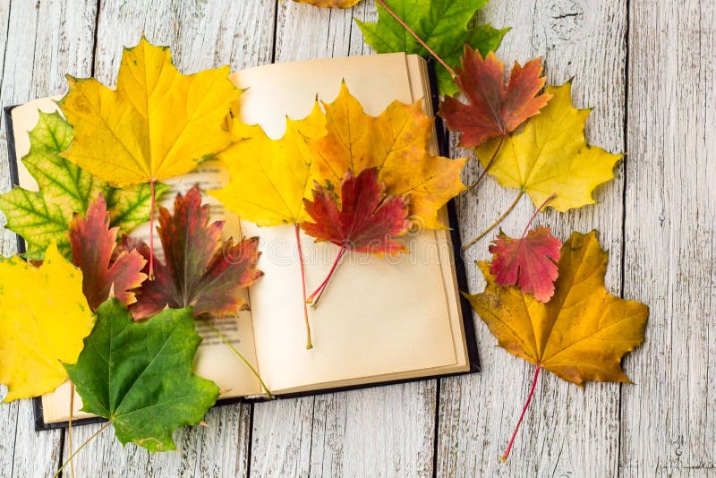 Open Book and Colorful Maple Leaves on White Wooden Background Stock ...