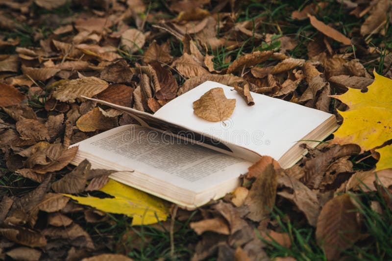 An Open Book among Dry Leaves in the Autumn Forest. Stock Image - Image ...