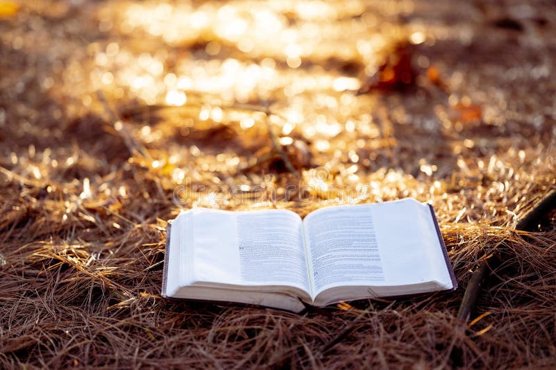 Book on a Ground Near Lake. Knowledge is Power. Education ...