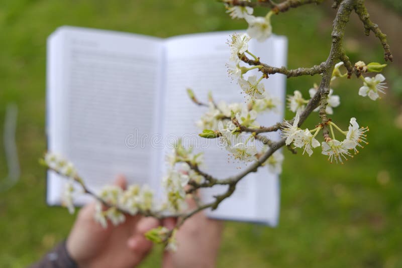 Open Book in Hands and White Flowers.Spring Books. Hands Leafing ...