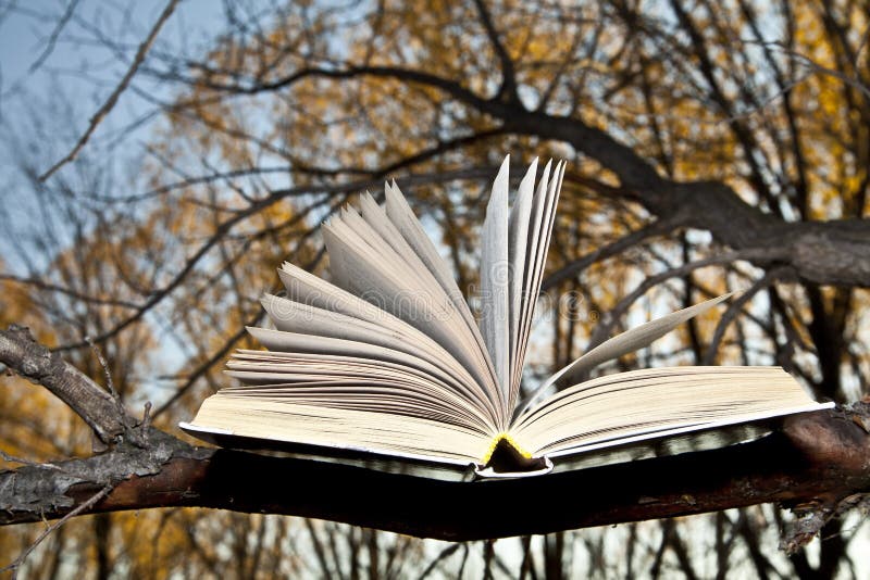 Open Book Lying on a Branch Stock Photo - Image of autumn, creativity ...