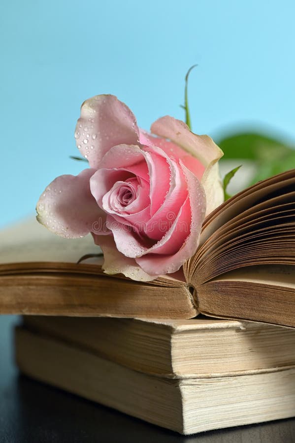 Open Book and Pink Rose stock image. Image of romantic - 212685047
