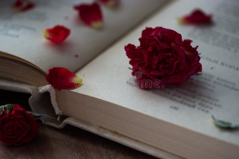 Open book with pink roses stock photo. Image of greeting - 170914426