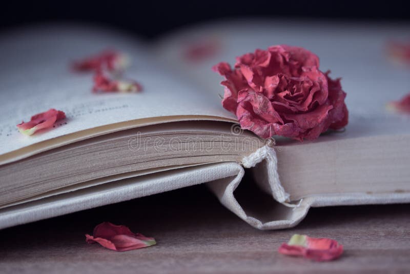 Open book with pink roses stock image. Image of rose - 170922829