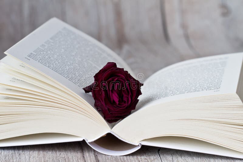 Open book and rose bloom stock photo. Image of paper - 20791178