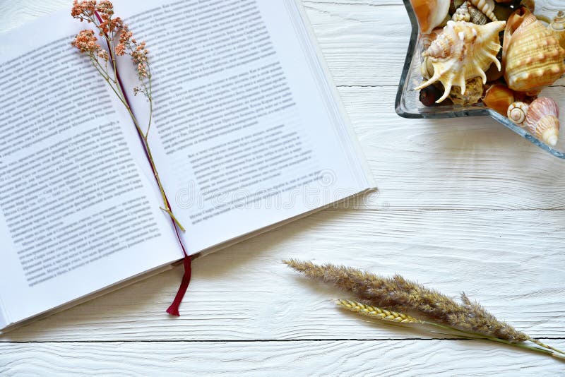 1,113 Book Shells Stock Photos - Free & Royalty-Free Stock Photos from ...