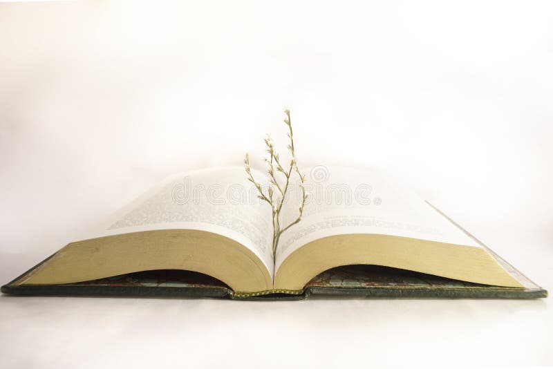 Open Book with a White Flower, Isolated Stock Photo - Image of flower ...