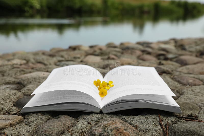 Open Book with Yellow Flowers on Stones Near River Stock Image - Image ...