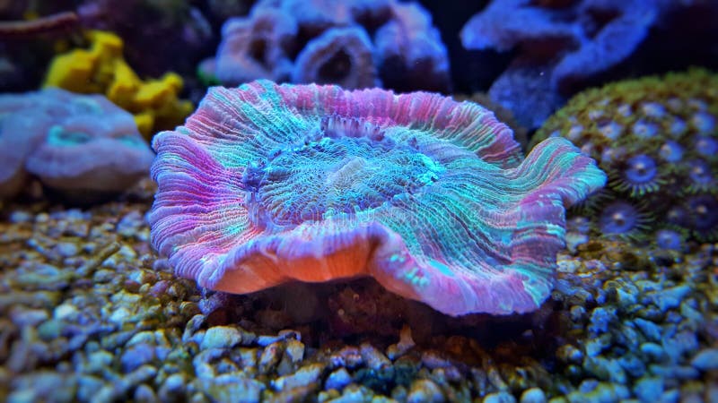 Open brain LPS coral stock photo. Image of brain, polyps - 90002838