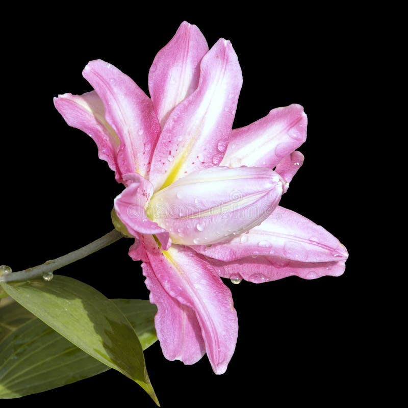 Open bright lily flower stock image. Image of grass - 226042037