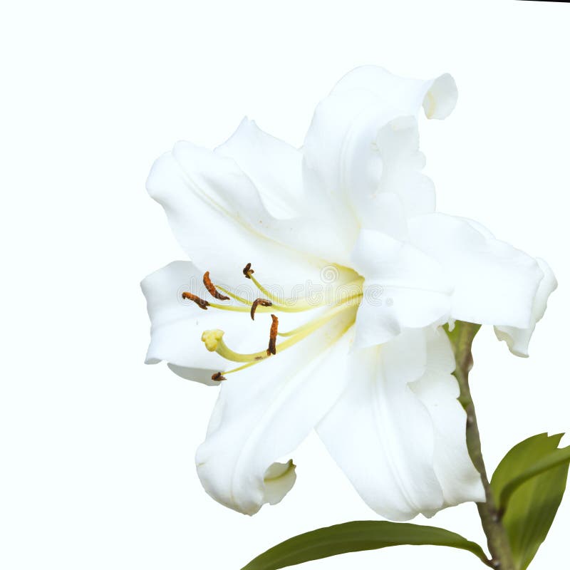 Open bright lily flower stock image. Image of grass - 226042037