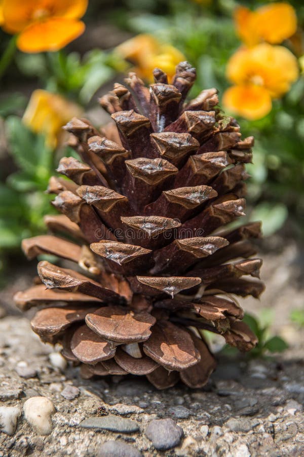 Open brown conifer cone stock image. Image of brown - 187413327