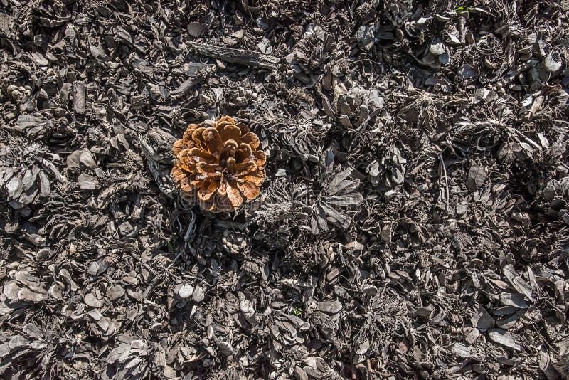 Open Brown Pine Cone on Grey Background Stock Photo - Image of frame ...
