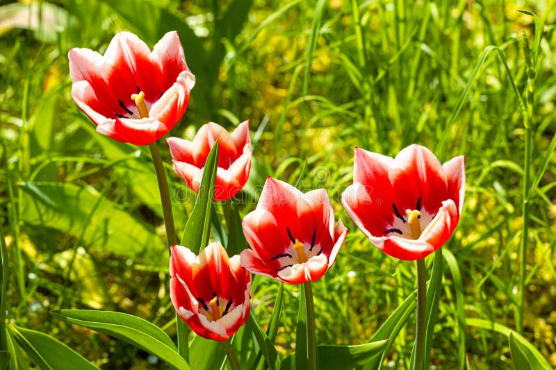 Open Bud of Blooming Red Tulip Close-up Stock Image - Image of bouquet ...