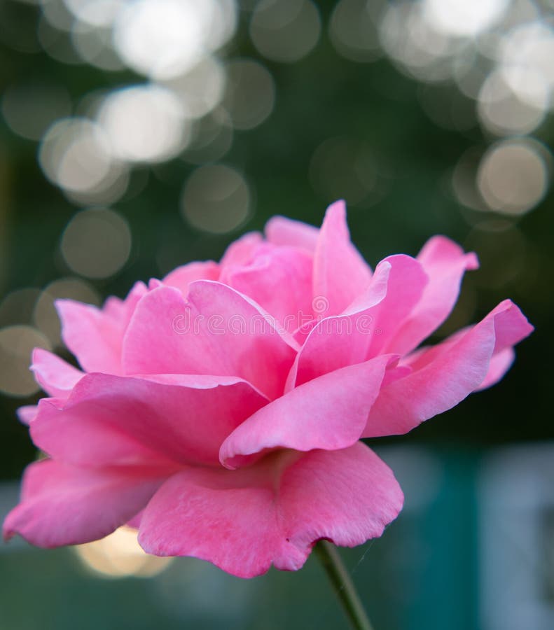 Rose, side view stock image. Image of celebration, romance - 48345817