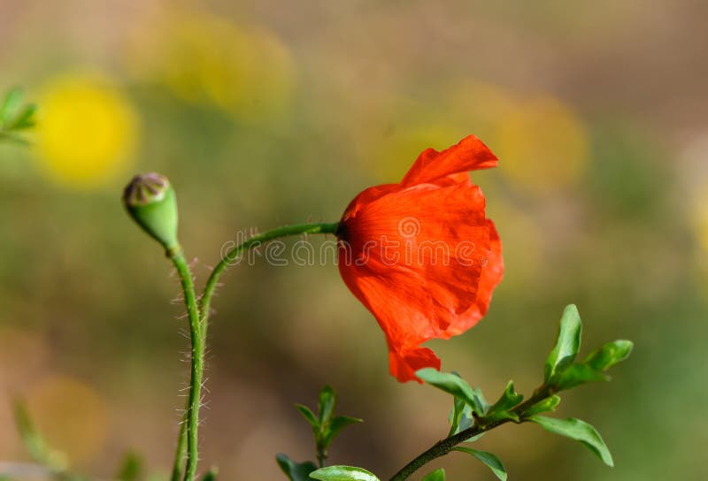 Open Bud of Red Poppy Flower in the Field 1 Stock Image - Image of ...