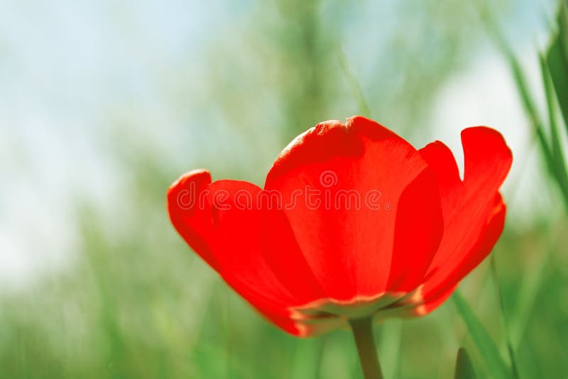 Open bud of red tulip stock image. Image of agriculture - 211290581