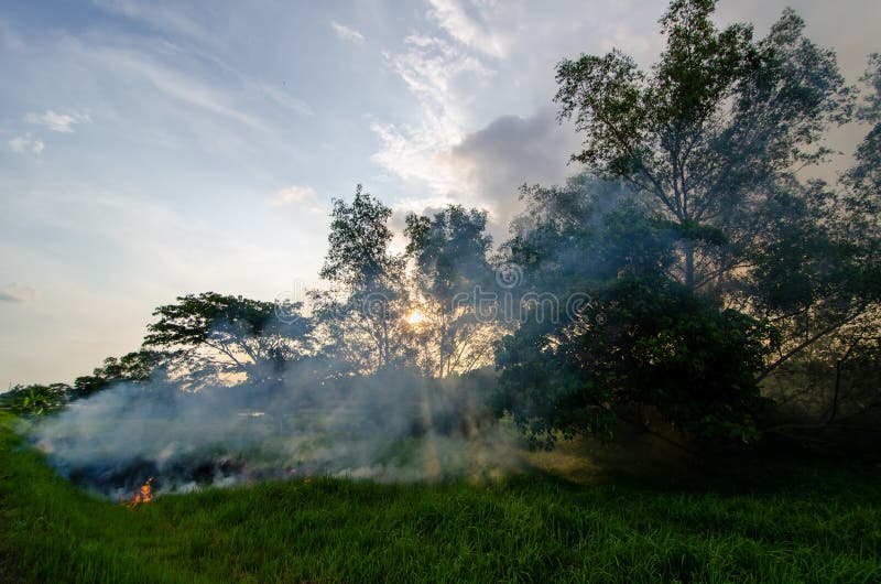 Open burn at green bush stock image. Image of light - 178754611