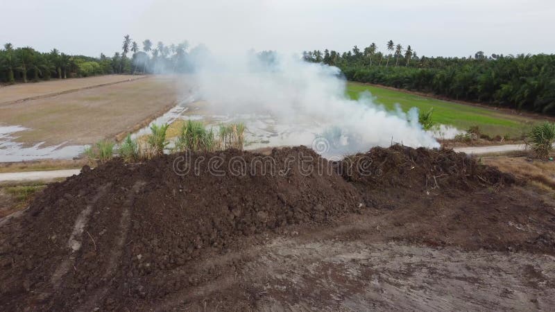 Open Burning in the Field Paddy Field Stock Video - Video of village ...