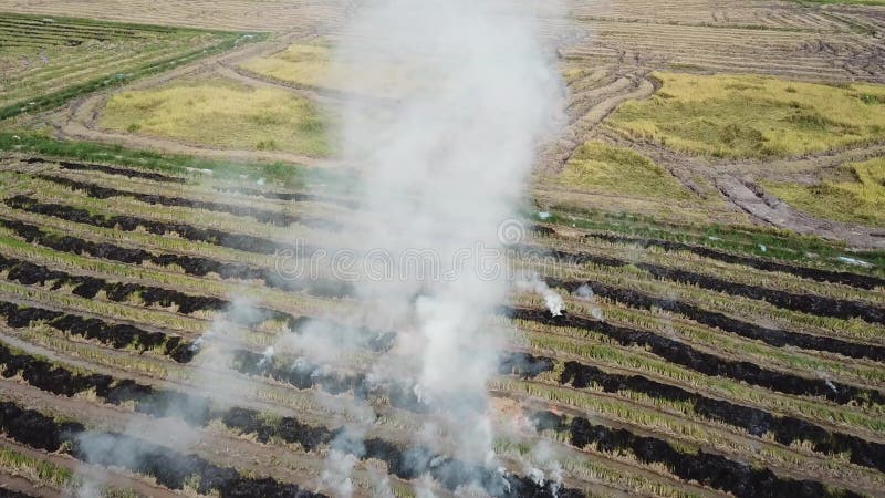 Open Burning Agricultural Waste Stock Footage - Video of agricultural ... Open Burning Agricultural Waste Stock Footage - Video of agricultural ...