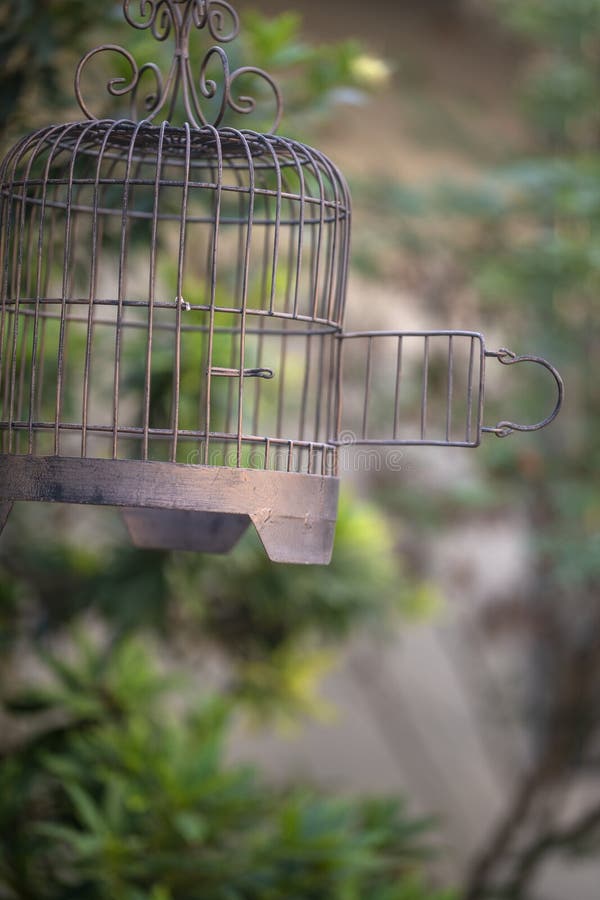 Open cage to free the bird stock photo. Image of decorative - 140843766