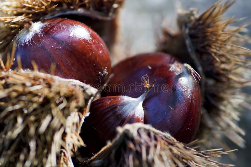 Open chestnut stock image. Image of spiny, portuguese - 14292301