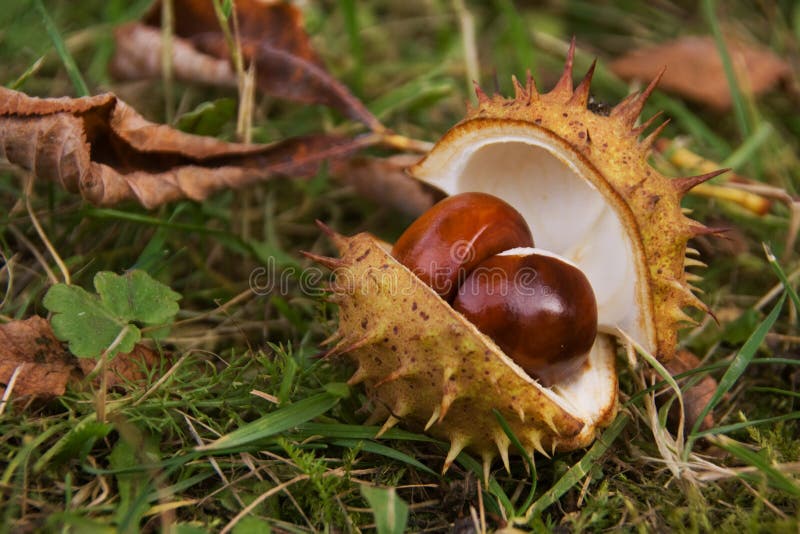 Open Chestnut stock photo. Image of single, detail, fall - 6623856