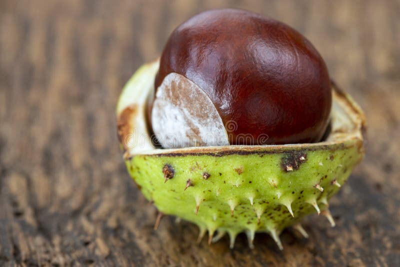 Open Chestnut on the Ground Stock Photo - Image of park, still: 128628290