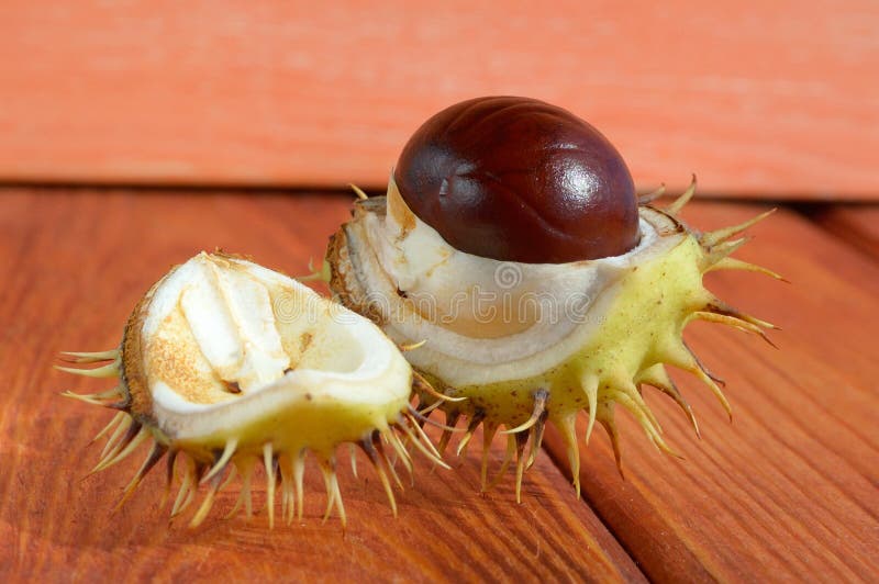 Open Chestnut on the Ground Stock Photo - Image of park, still: 128628290