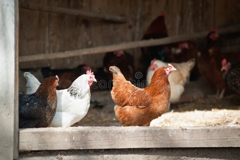 Open chicken house stock image. Image of female, horizontal - 19513595