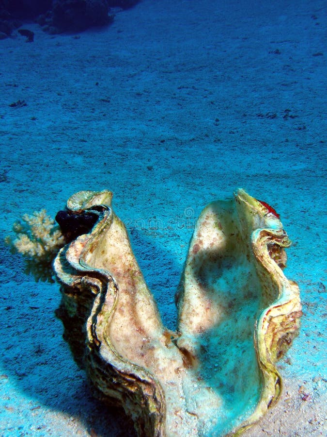 Open Clam Picture. Image: 19646309