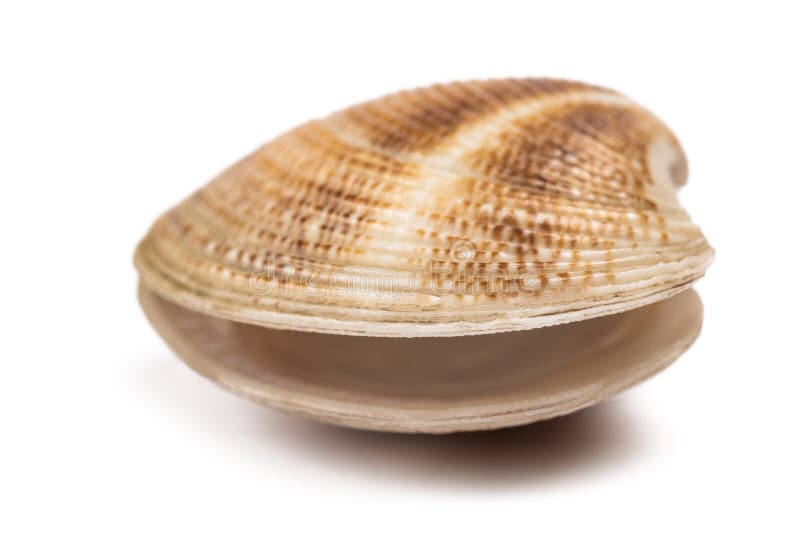 Open Clam Shell