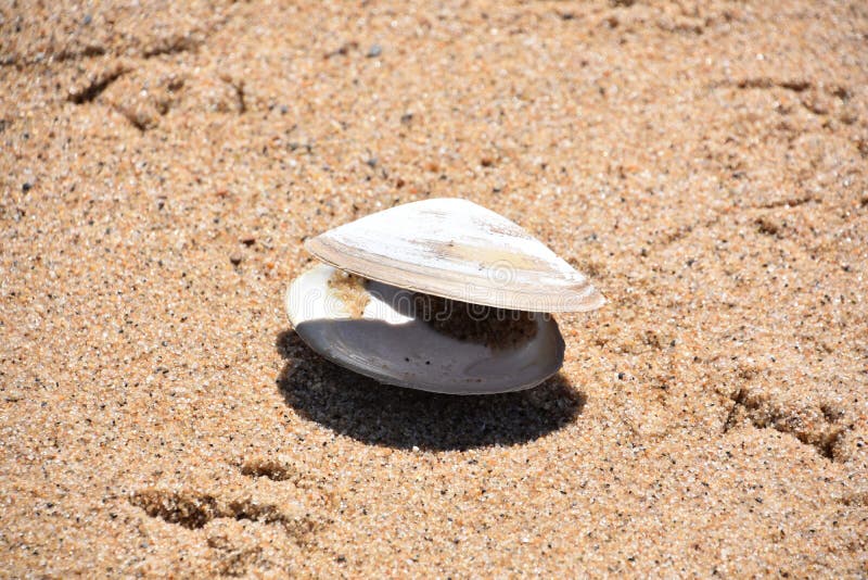Open Shell on Beach Sand on the Cape Stock Photo - Image of sandy ...