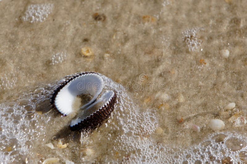 3,991 Shell Clam Sand Stock Photos - Free & Royalty-Free Stock Photos ...