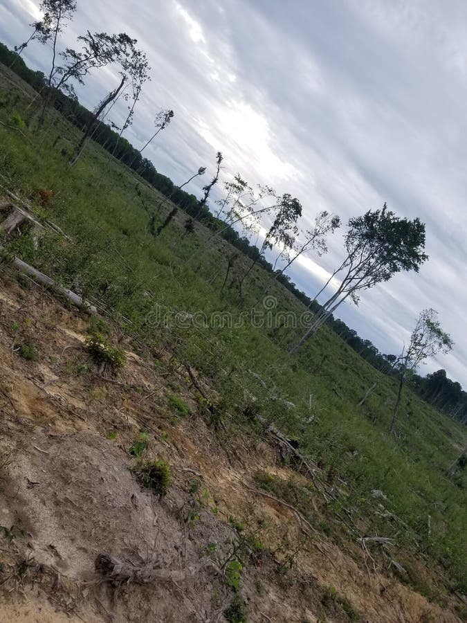 Open clear cut stock image. Image of trees, clear, deforestation ...