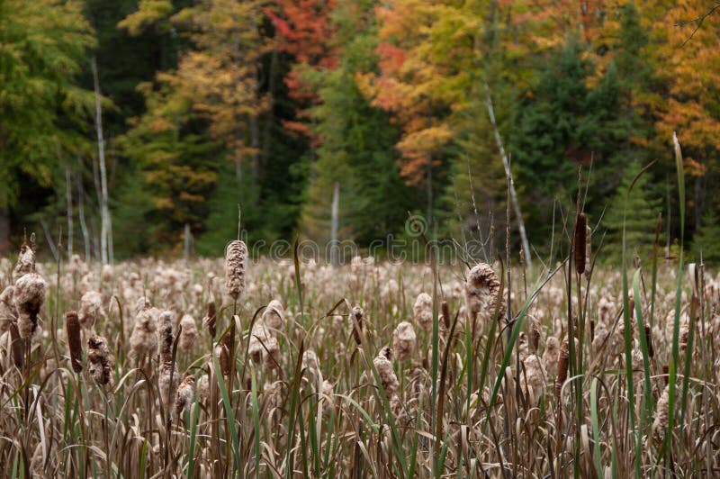 Open Clearing with Cattails with Autumn Foliage in Background Stock ...