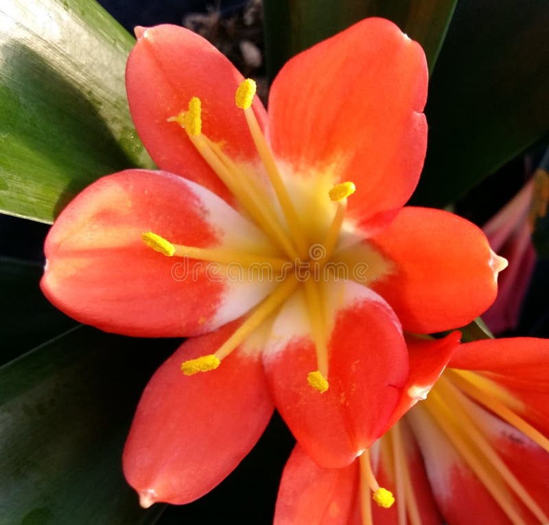 Clivia flower stock photo. Image of gardens, plants, petals - 45197120