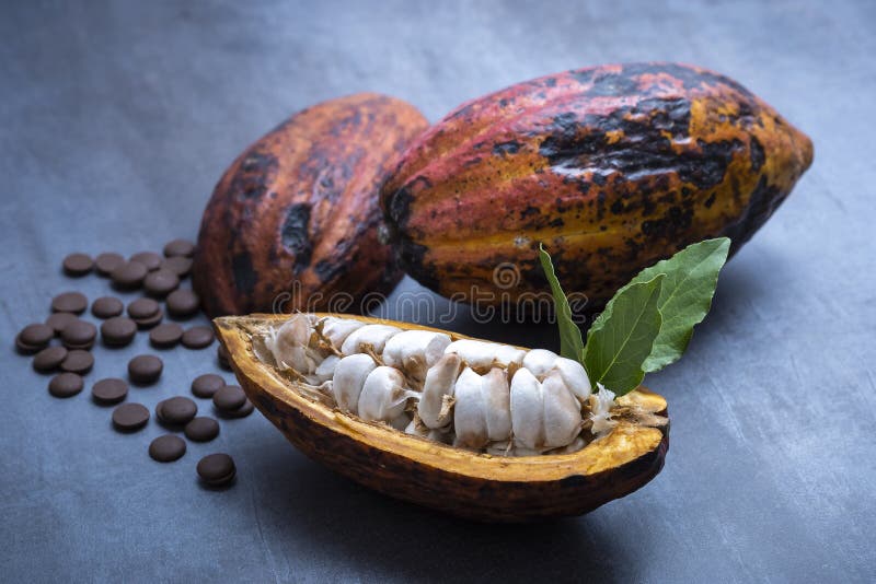 Open Cocoa Fruit with Pieces of Chocolate, Gray Background Stock Image ...