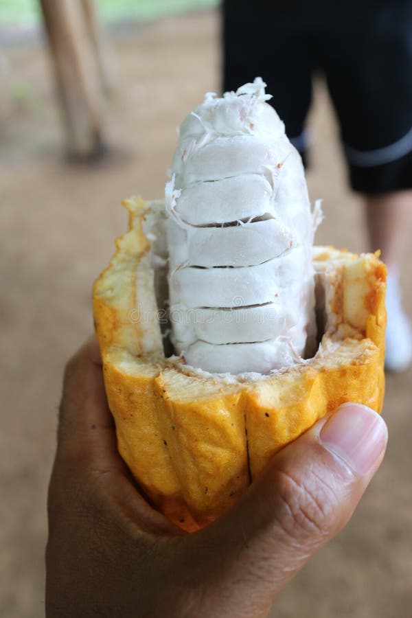 An open cocoa fruit pod stock image. Image of green, nature - 44411513