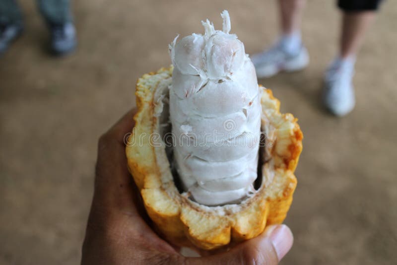 An open cocoa fruit pod stock image. Image of vacation - 44411521