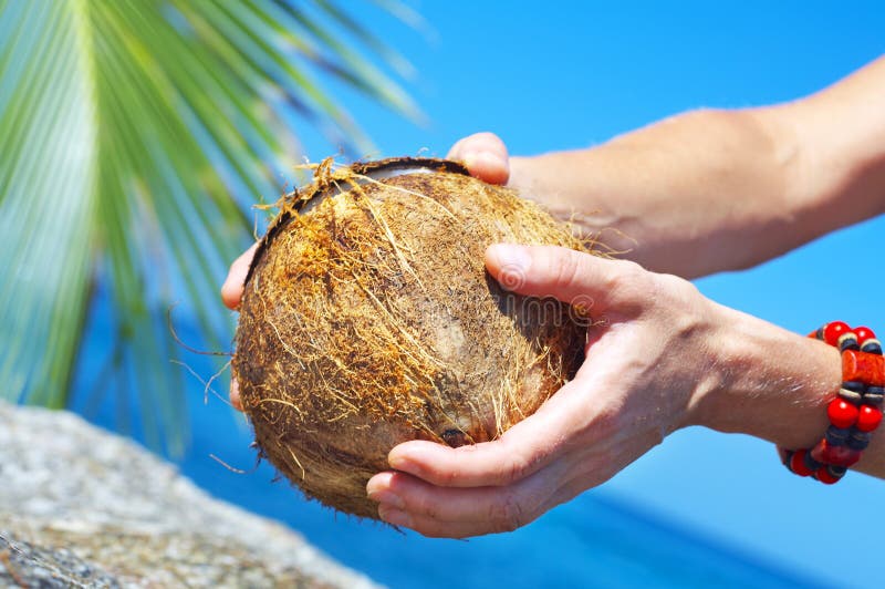 Open coconut stock photo. Image of discover, paradise - 3863312