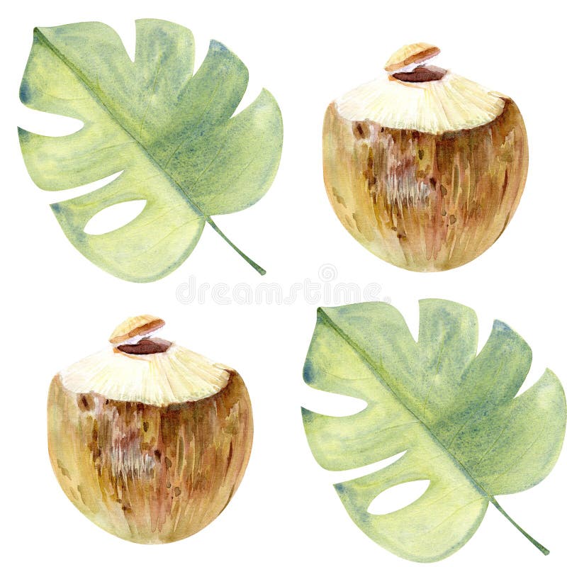An Open Coconut with Exotic Leaf Watercolor Seamless Pattern Isolated ...