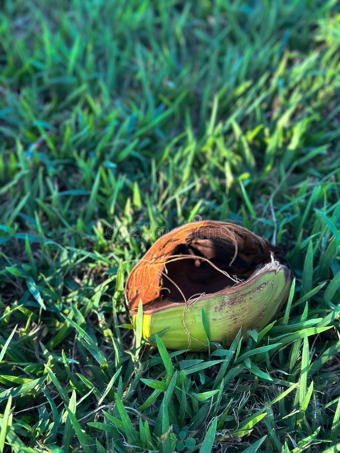 Open Coconut Fallen on Lawn Stock Image - Image of landscape, shell ...